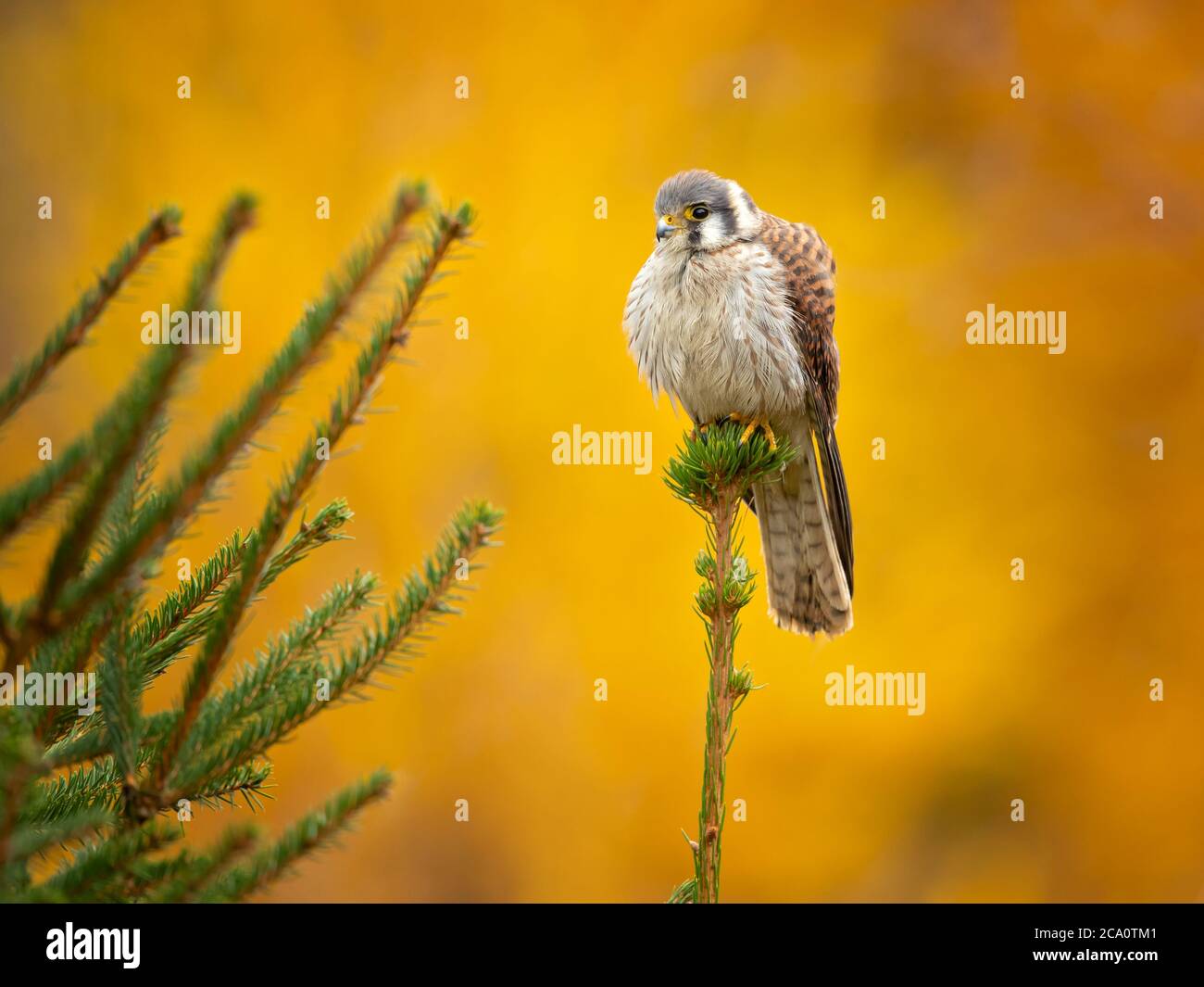 American kestrel (Falco sparverius) is the smallest and most common ...
