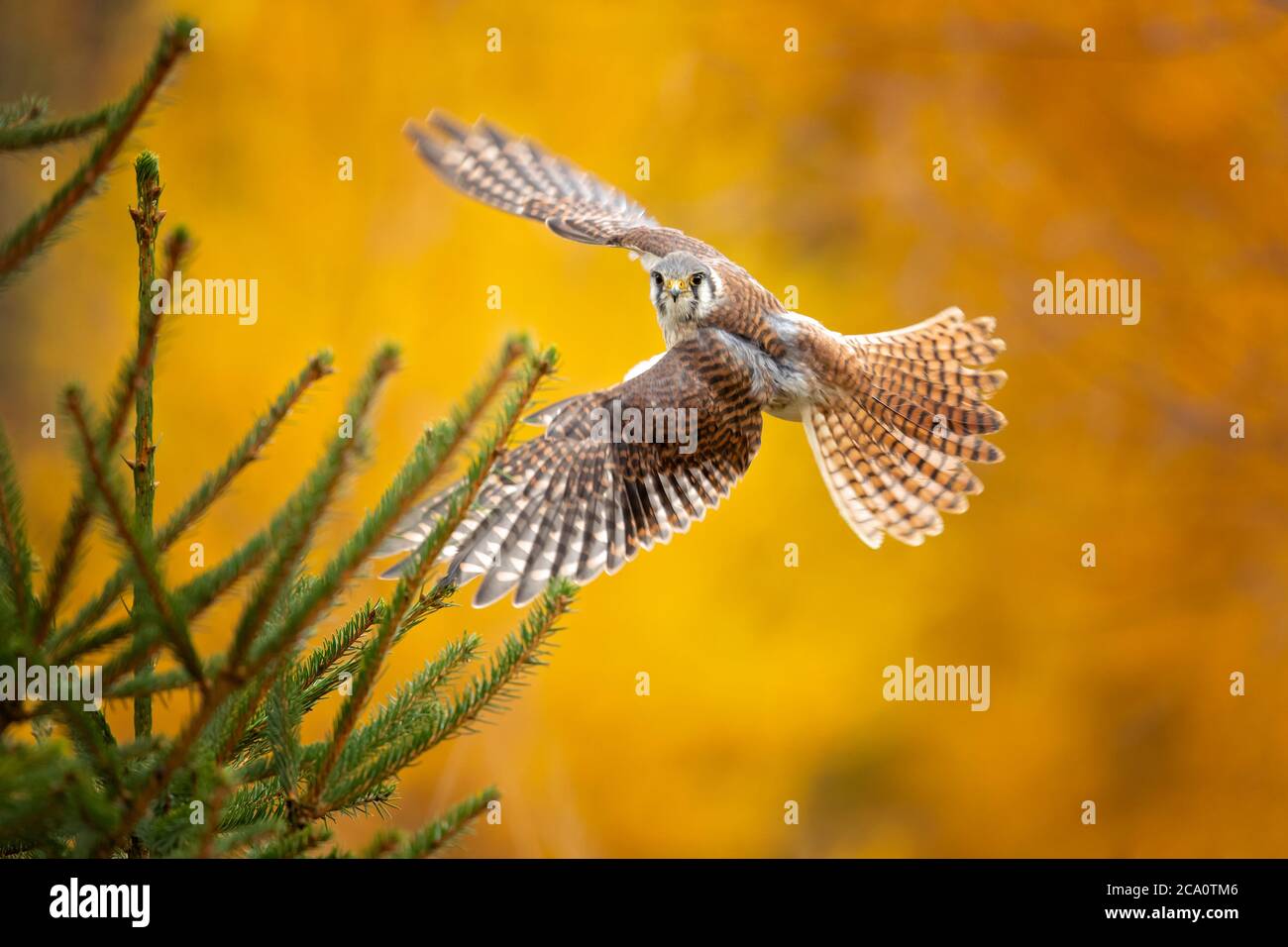 American kestrel (Falco sparverius) is the smallest and most common ...