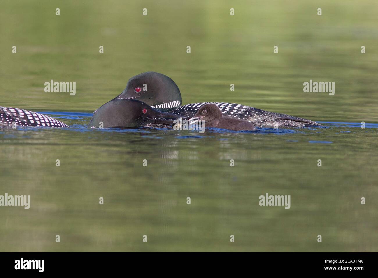 common loon or great northern diver (Gavia immer) feeding baby Stock ...