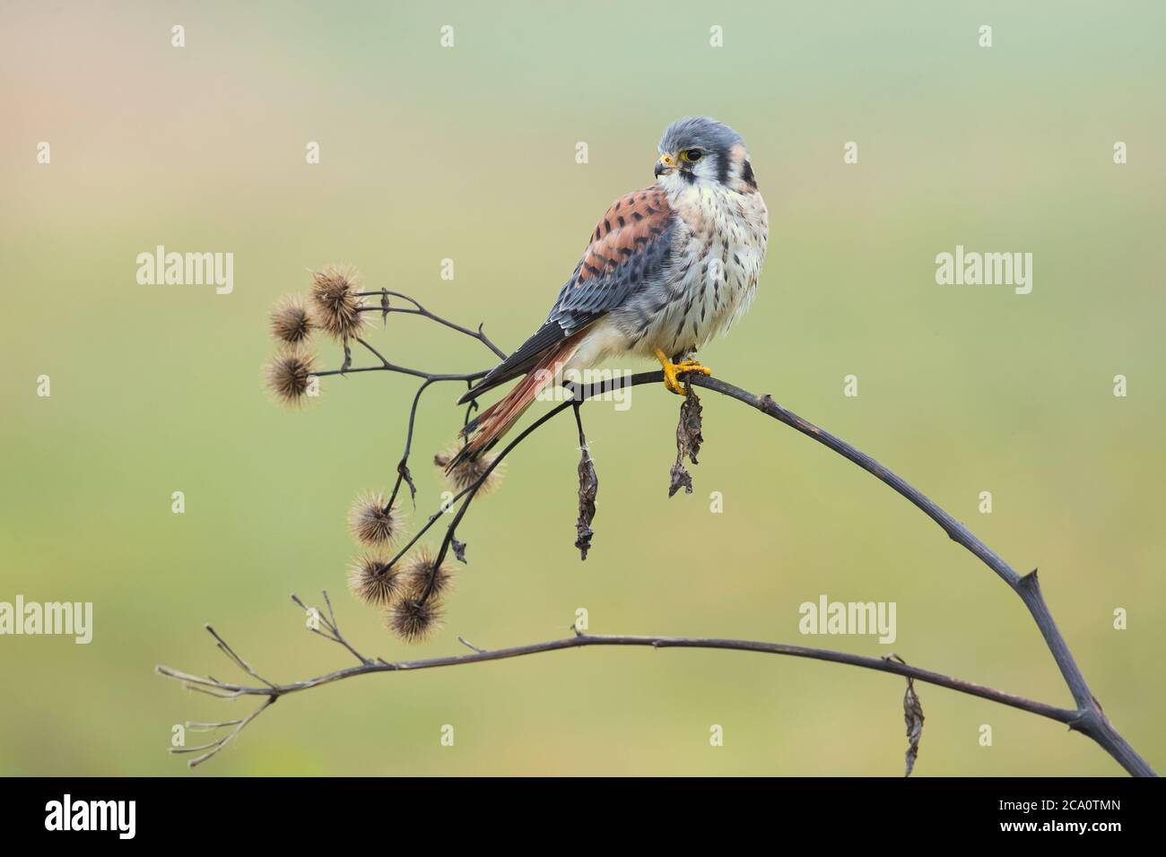 American kestrel (Falco sparverius) is the smallest and most common ...
