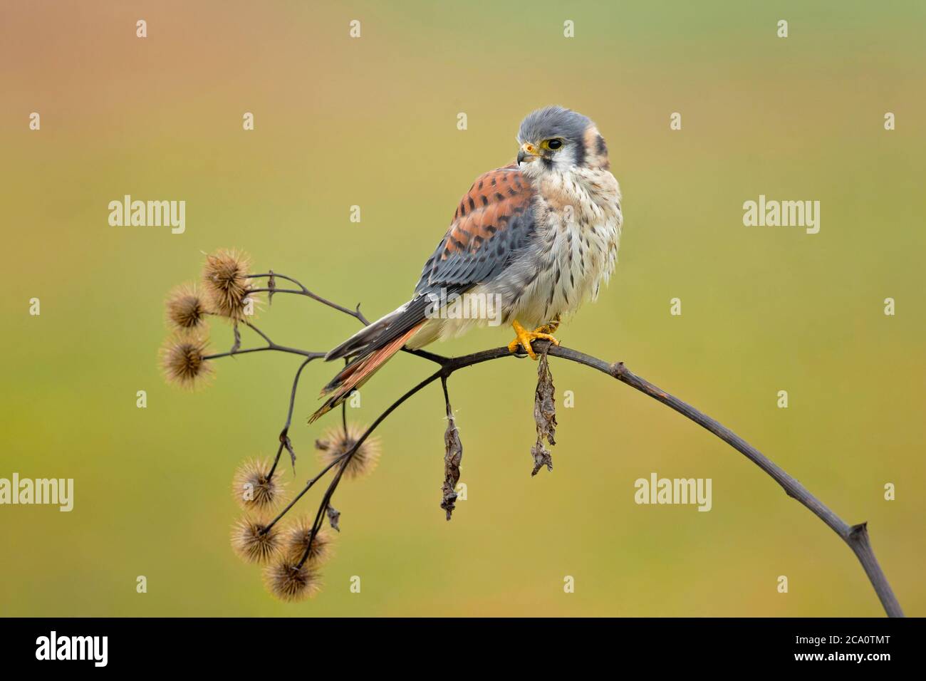 Smallest hawk north america hi-res stock photography and images - Alamy