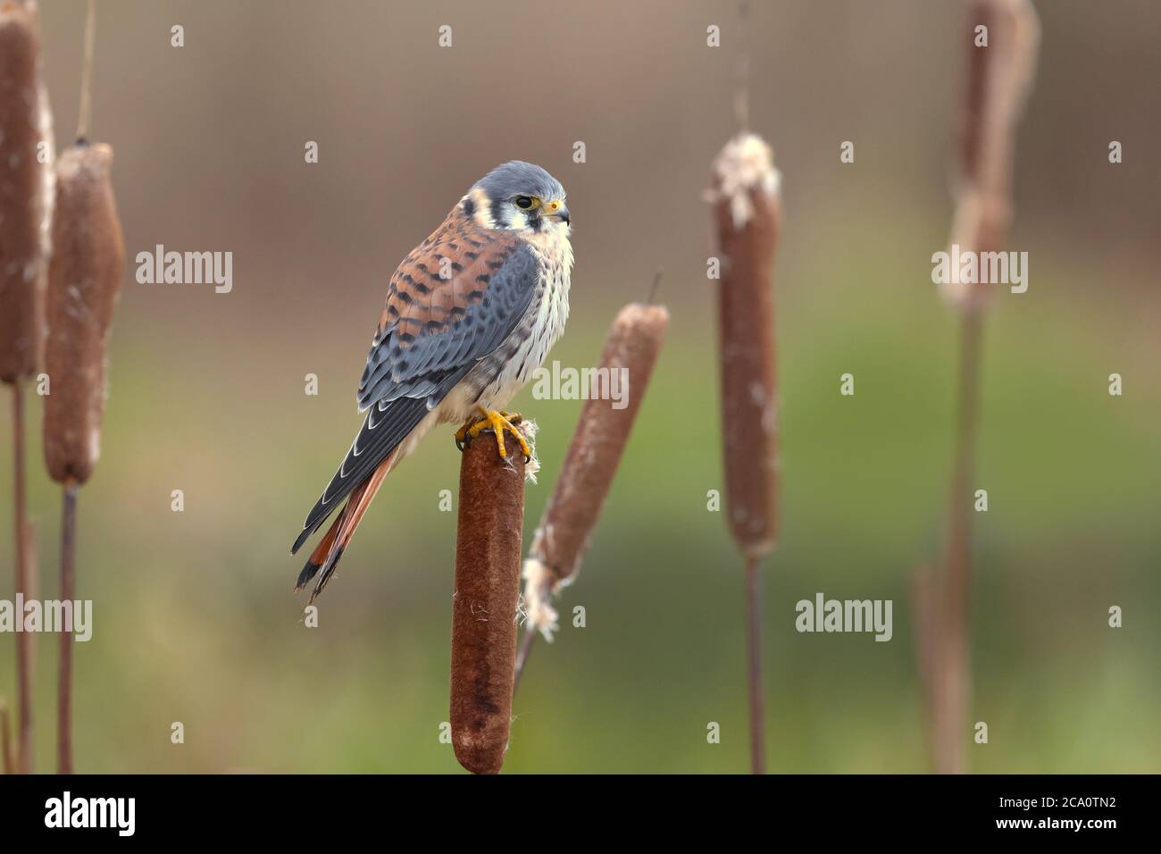 American kestrel (Falco sparverius) is the smallest and most common ...