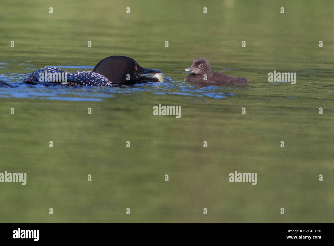 common loon or great northern diver (Gavia immer) feeding baby Stock ...