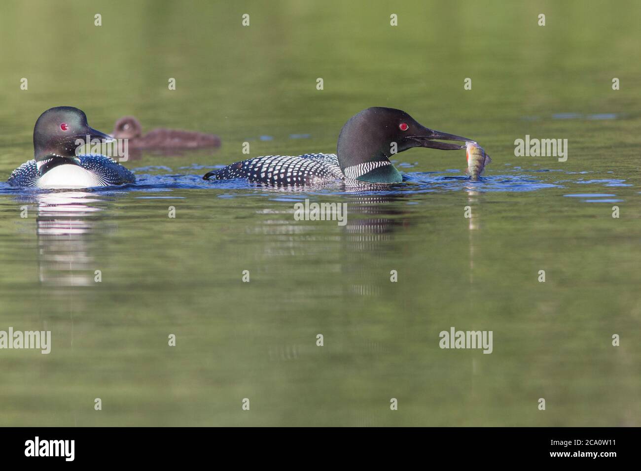 common loon or great northern diver (Gavia immer) feeding baby Stock ...