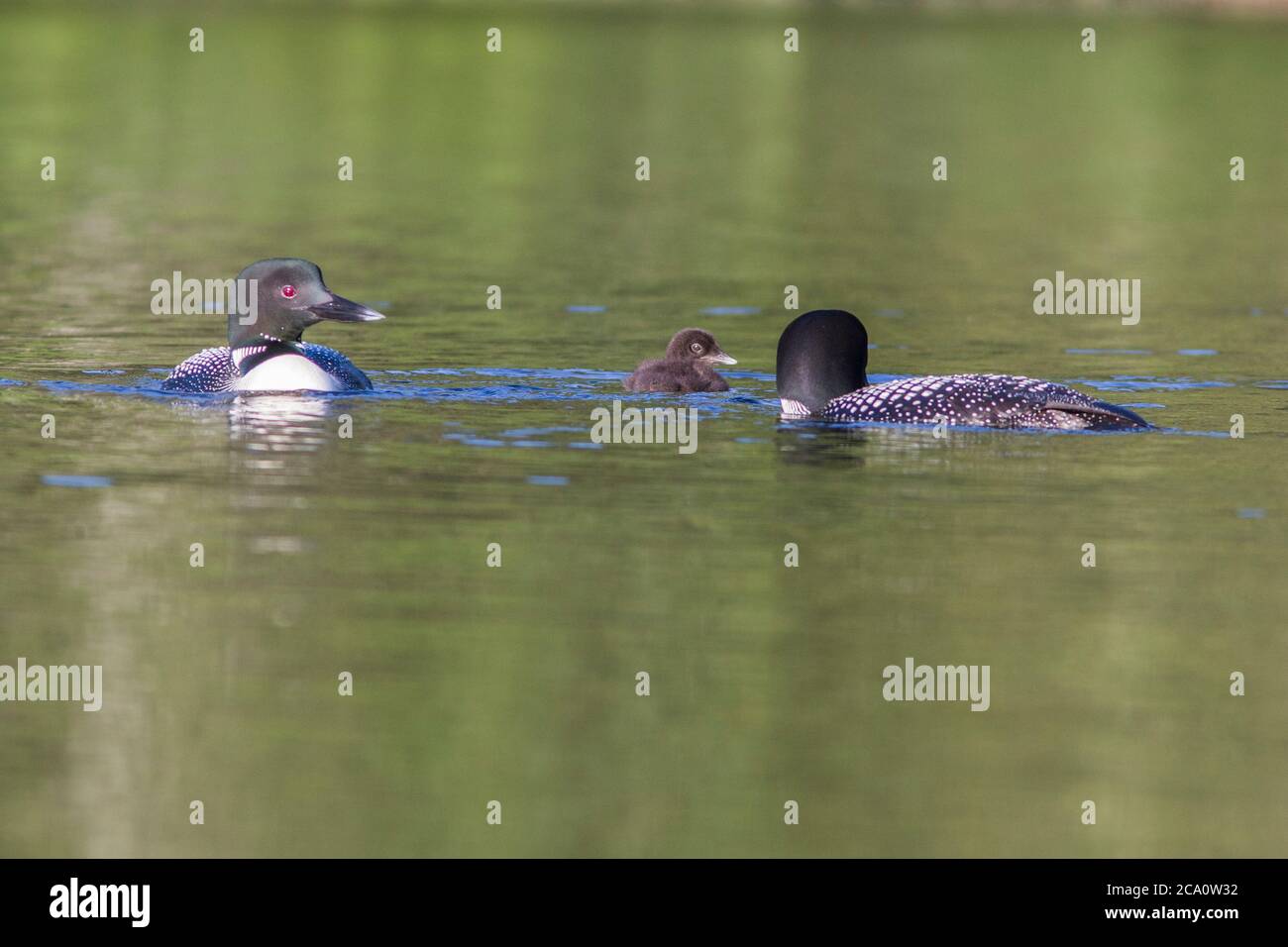 common loon or great northern diver (Gavia immer) feeding baby Stock ...