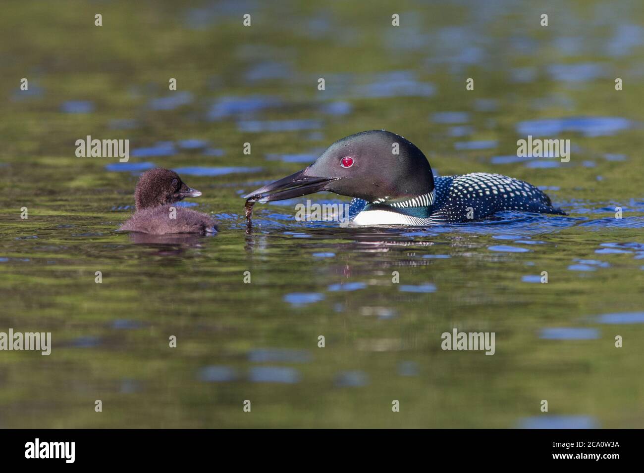 common loon or great northern diver (Gavia immer) feeding baby Stock ...