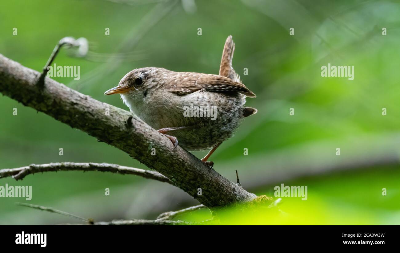 Robin Baum High Resolution Stock Photography and Images - Alamy