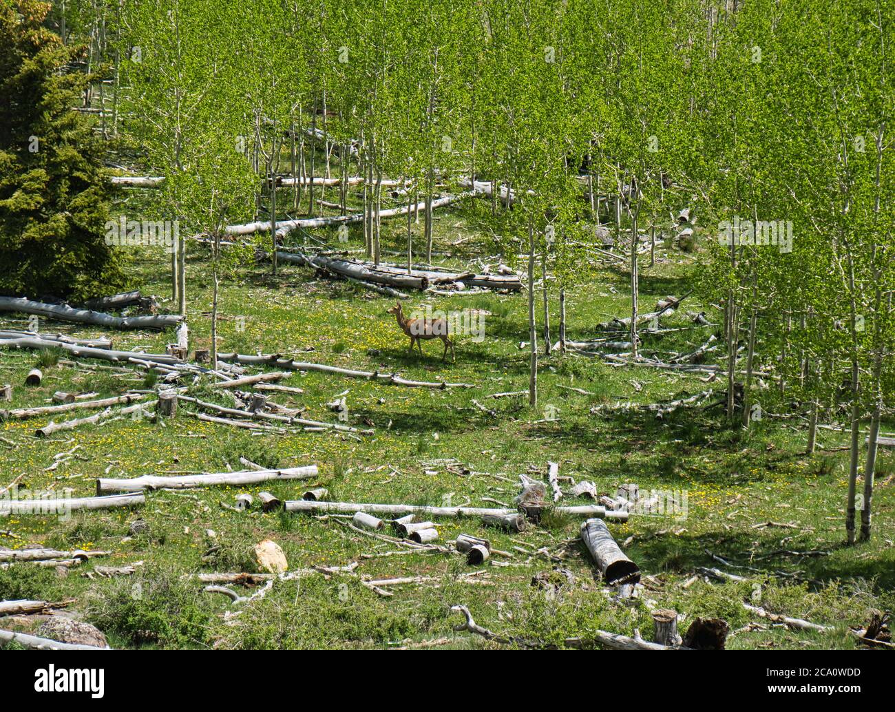 Clearing dead plants hi-res stock photography and images - Alamy