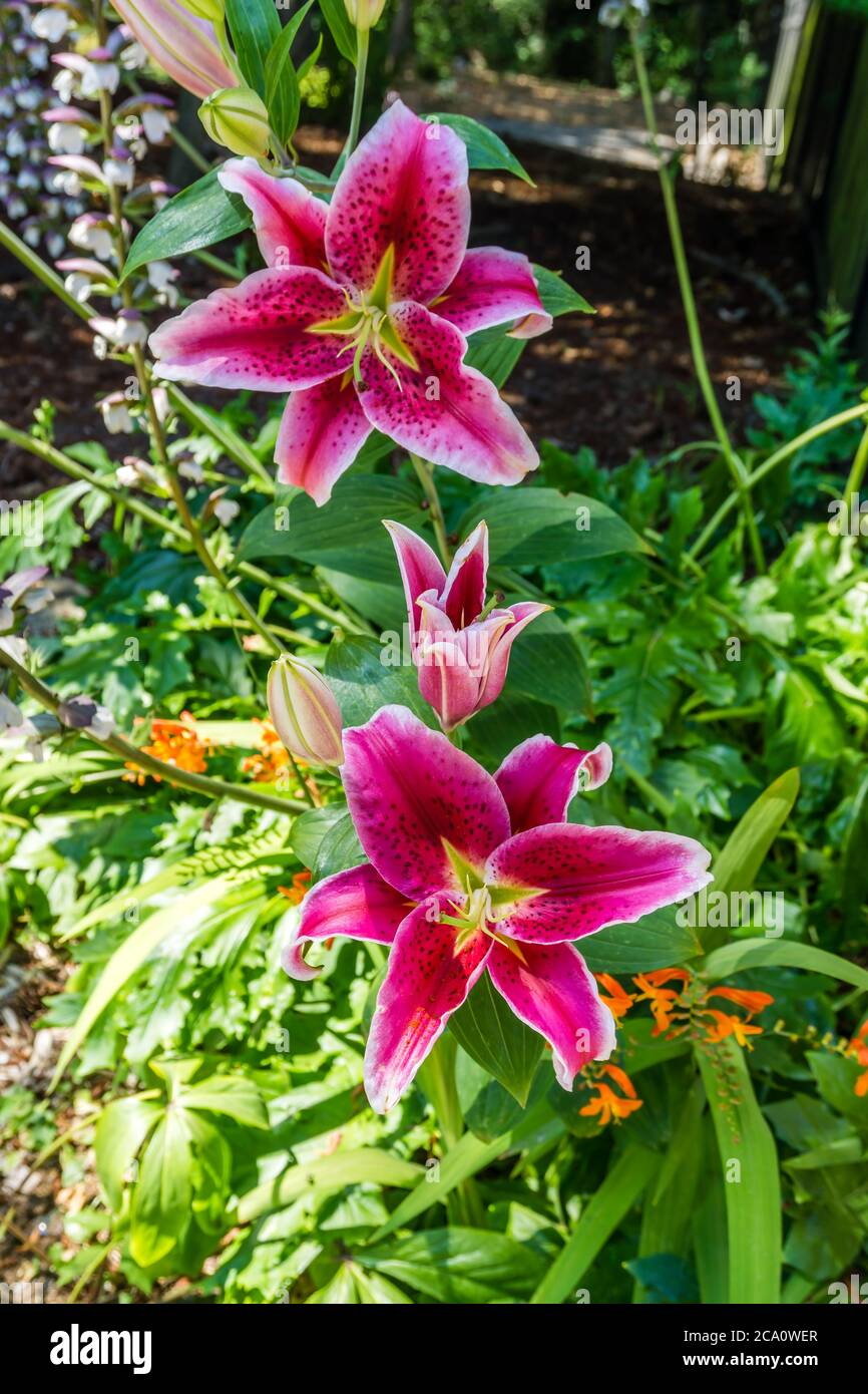Dark red flowers hi-res stock photography and images - Alamy