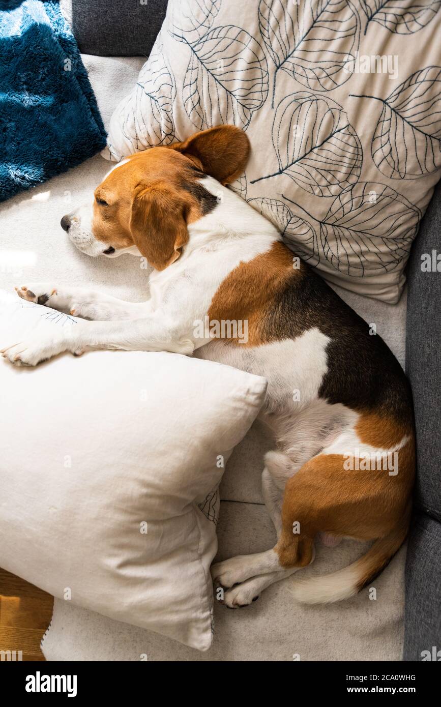 Beagle resting hi-res stock photography and images - Alamy