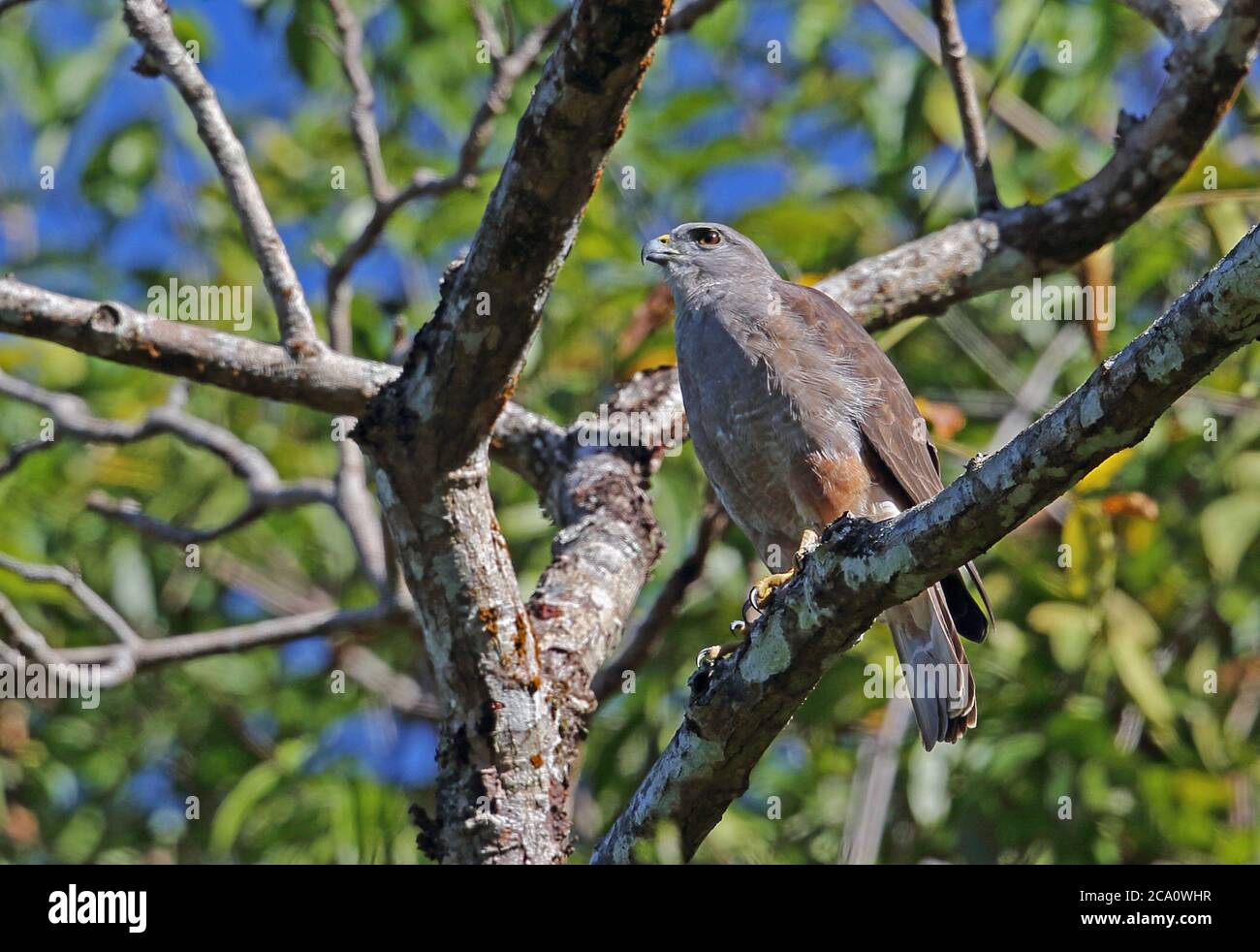 Ridgway's Hawk (Buteo ridgwayi) adult male perched on branch, endemic ...