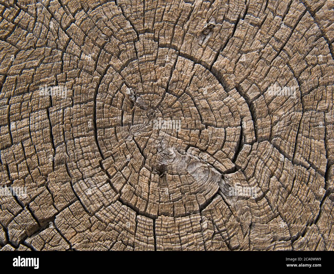 Torn trunk hi-res stock photography and images - Alamy