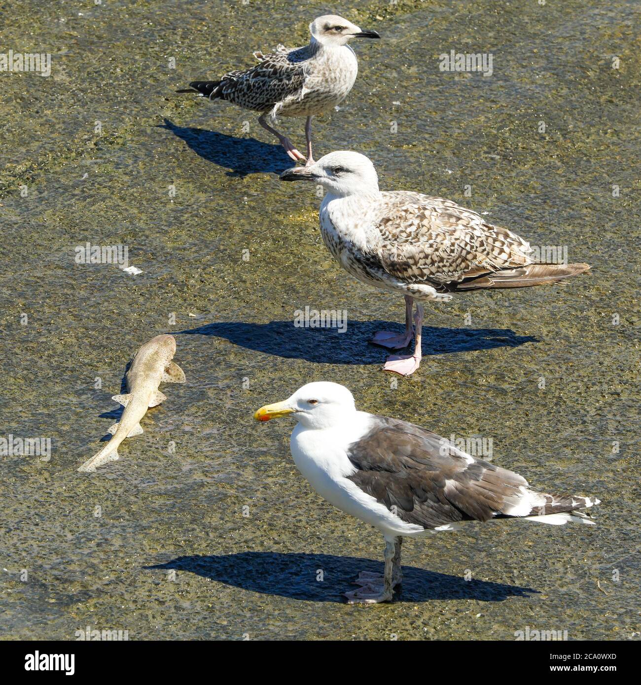 Poisson inconsommable hi-res stock photography and images - Alamy