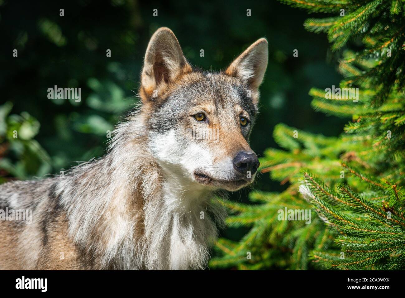 Grey Wolf Pictured In Grassed Paddock In The UK Stock Photo - Alamy