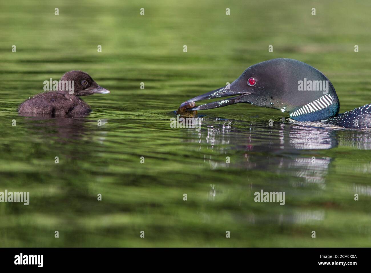 common loon or great northern diver (Gavia immer) feeding baby Stock ...