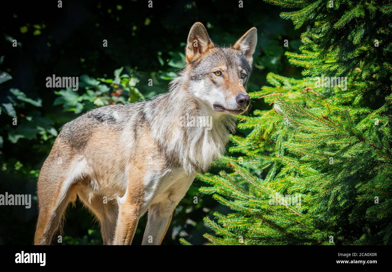 Grey Wolf Pictured In Grassed Paddock In The UK Stock Photo - Alamy