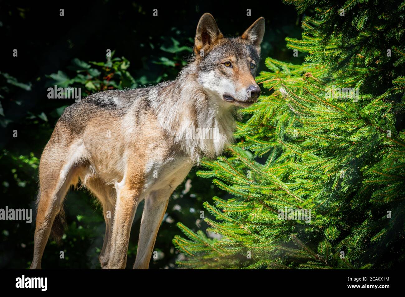 Grey wolf uk hi-res stock photography and images - Alamy