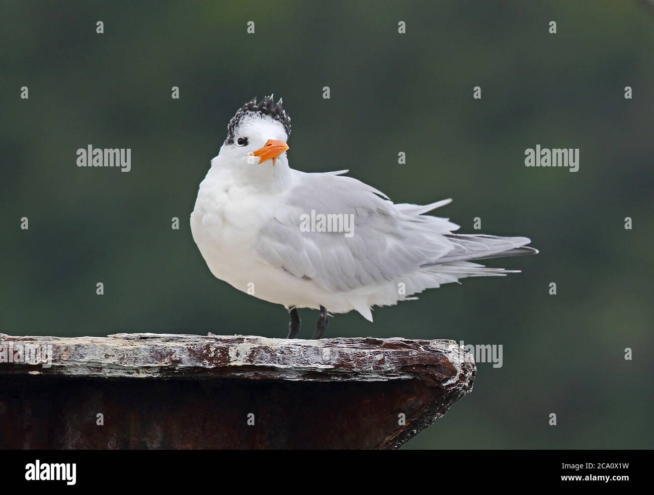 Sterna maxima hi-res stock photography and images - Alamy