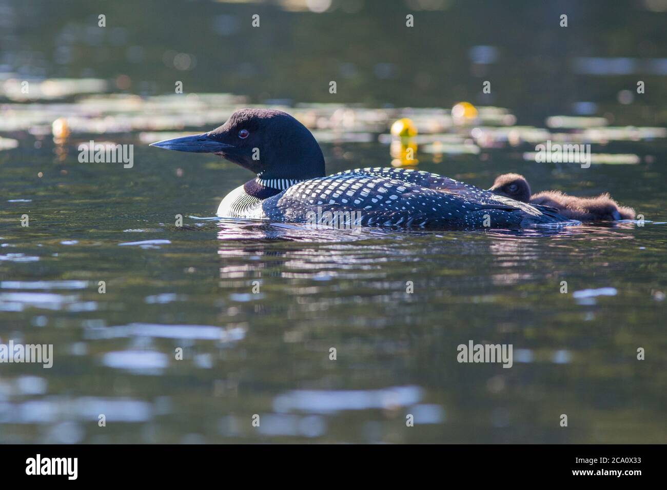 common loon or great northern diver (Gavia immer) feeding baby Stock ...