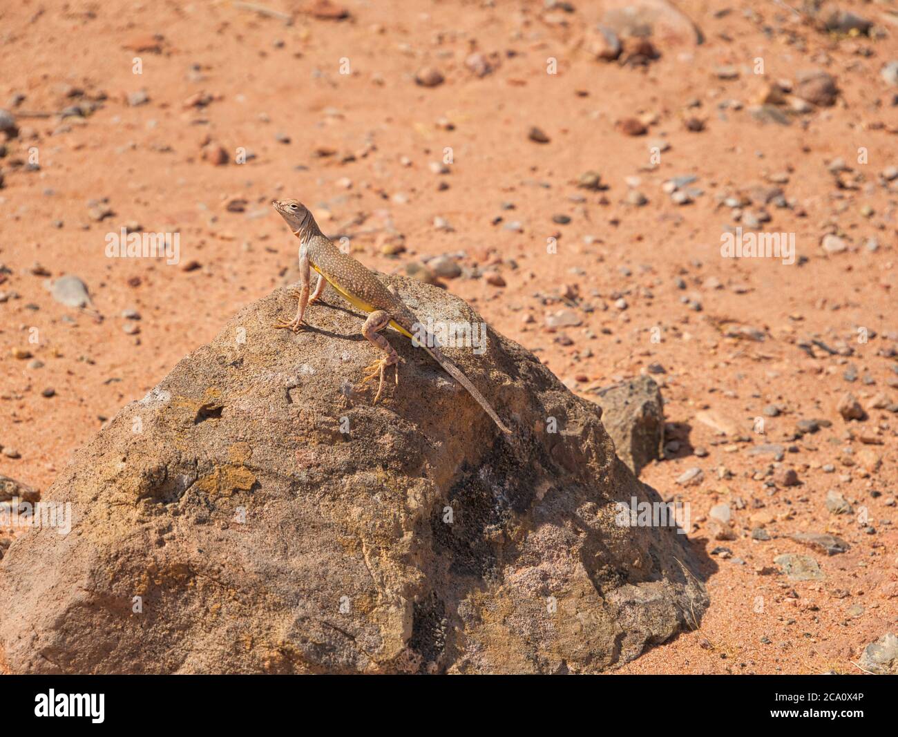 Lizard crushed hi-res stock photography and images - Alamy