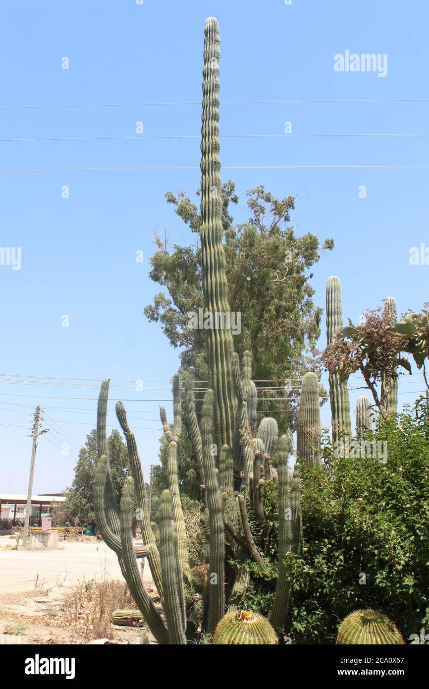 Very huge green cactus plants at the entrance to the settlement of ...