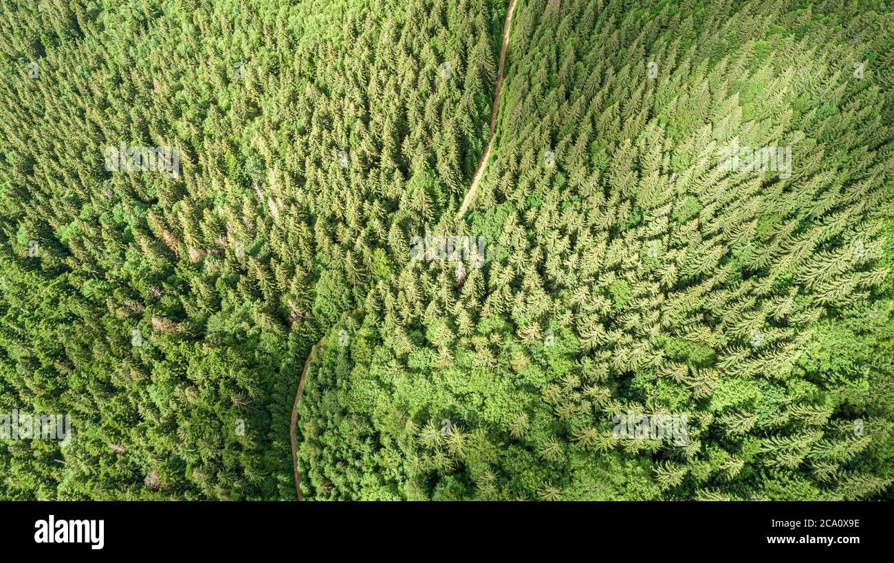 Spruce mountain forest from a bird's eye view. Photo from the drone ...
