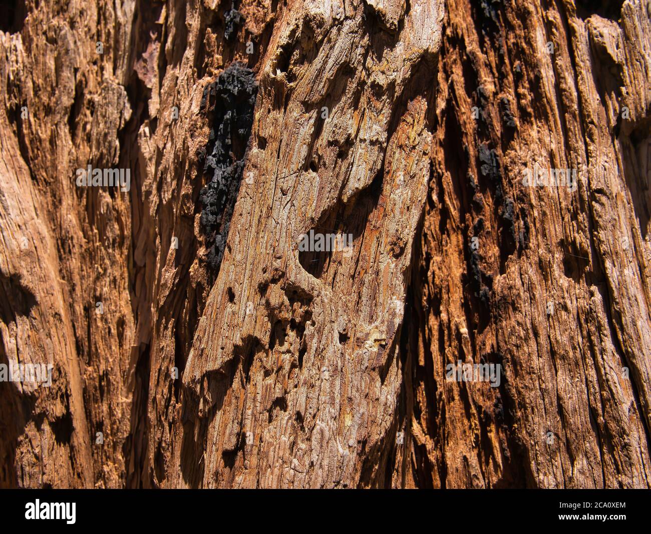 Detail of a dry tree trunk with small burn marks Stock Photo - Alamy