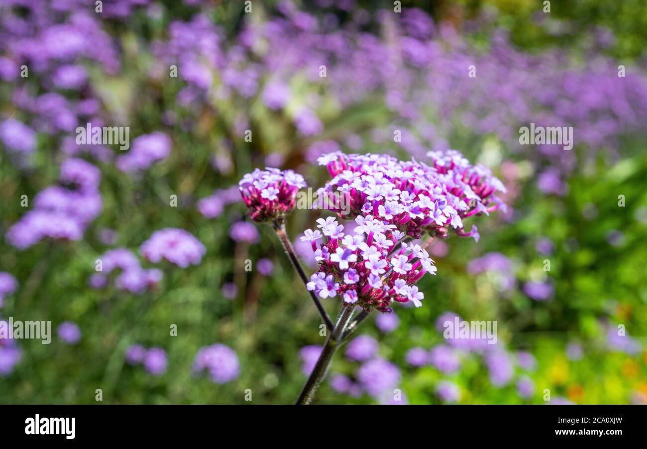 Flowers In The Summertime, Bright Vivid colours Stock Photo - Alamy