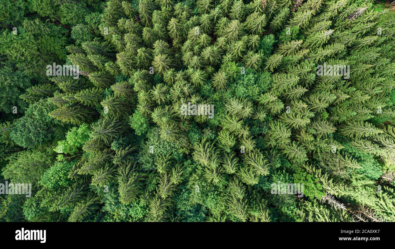 Spruce mountain forest from a bird's eye view. Photo from the drone ...