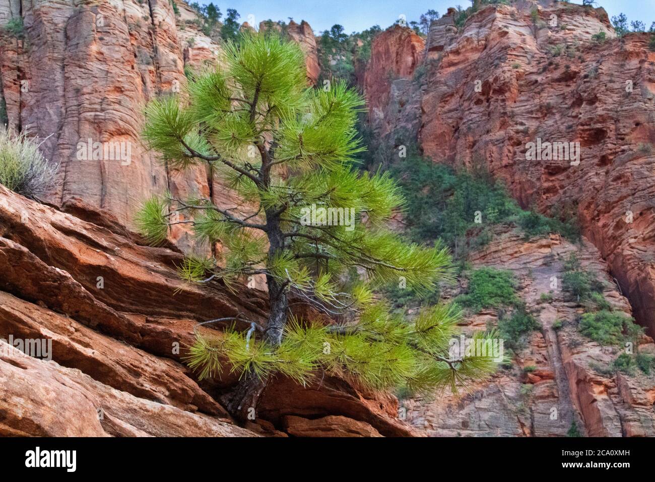 A small pine tree struggling to grow in the side of a bolder. The ...