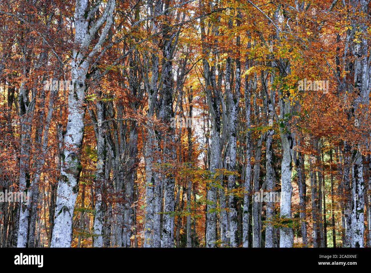 the colors of autumn Stock Photo - Alamy