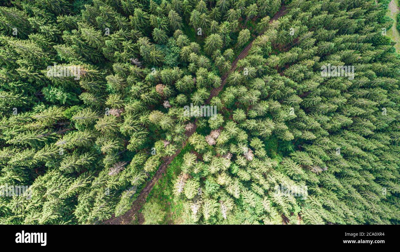 Spruce mountain forest from a bird's eye view. Photo from the drone ...