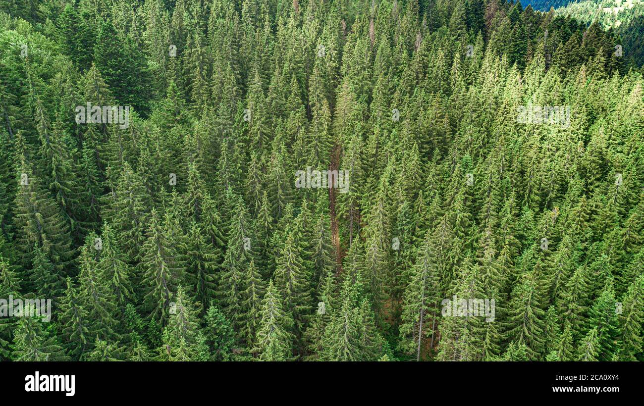 Spruce mountain forest from a bird's eye view. Photo from the drone ...