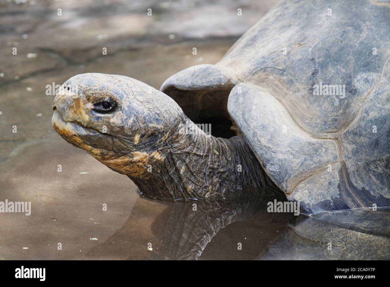 Wisedom hi-res stock photography and images - Alamy