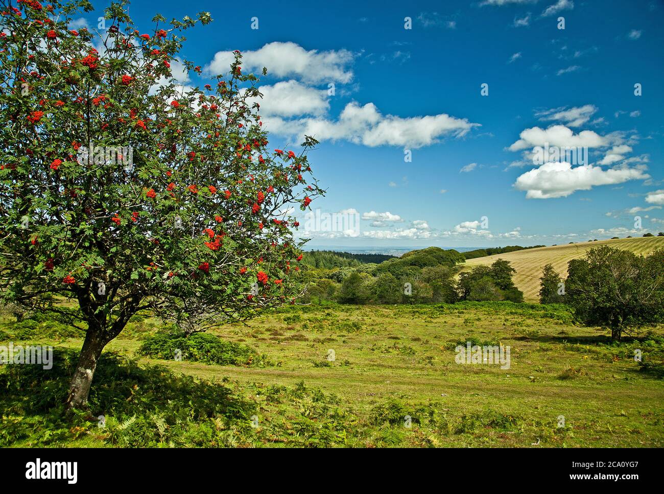 Quantocks somerset levels hi-res stock photography and images - Alamy