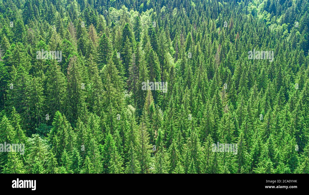 Spruce mountain forest from a bird's eye view. Photo from the drone ...