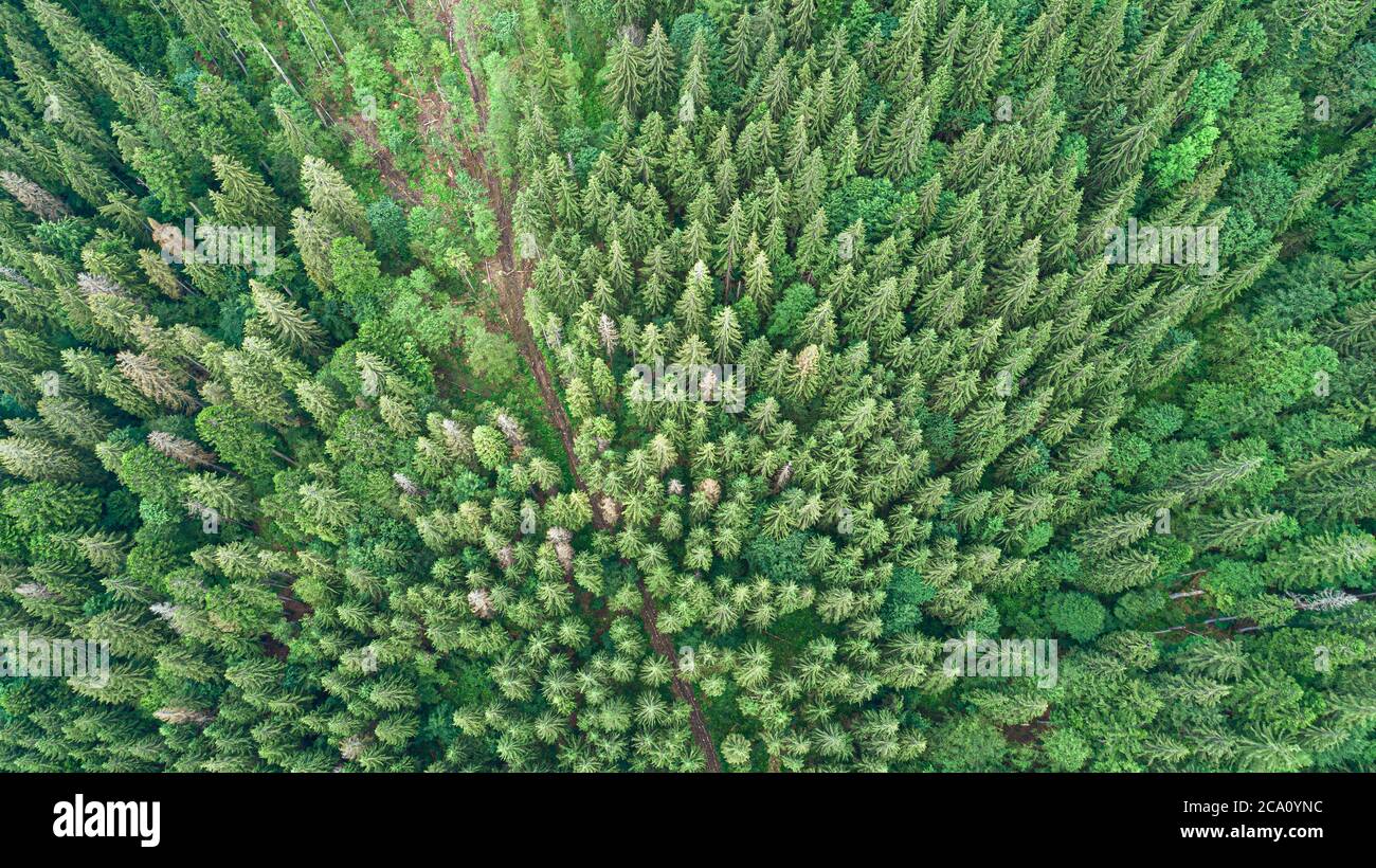 Spruce mountain forest from a bird's eye view. Photo from the drone ...