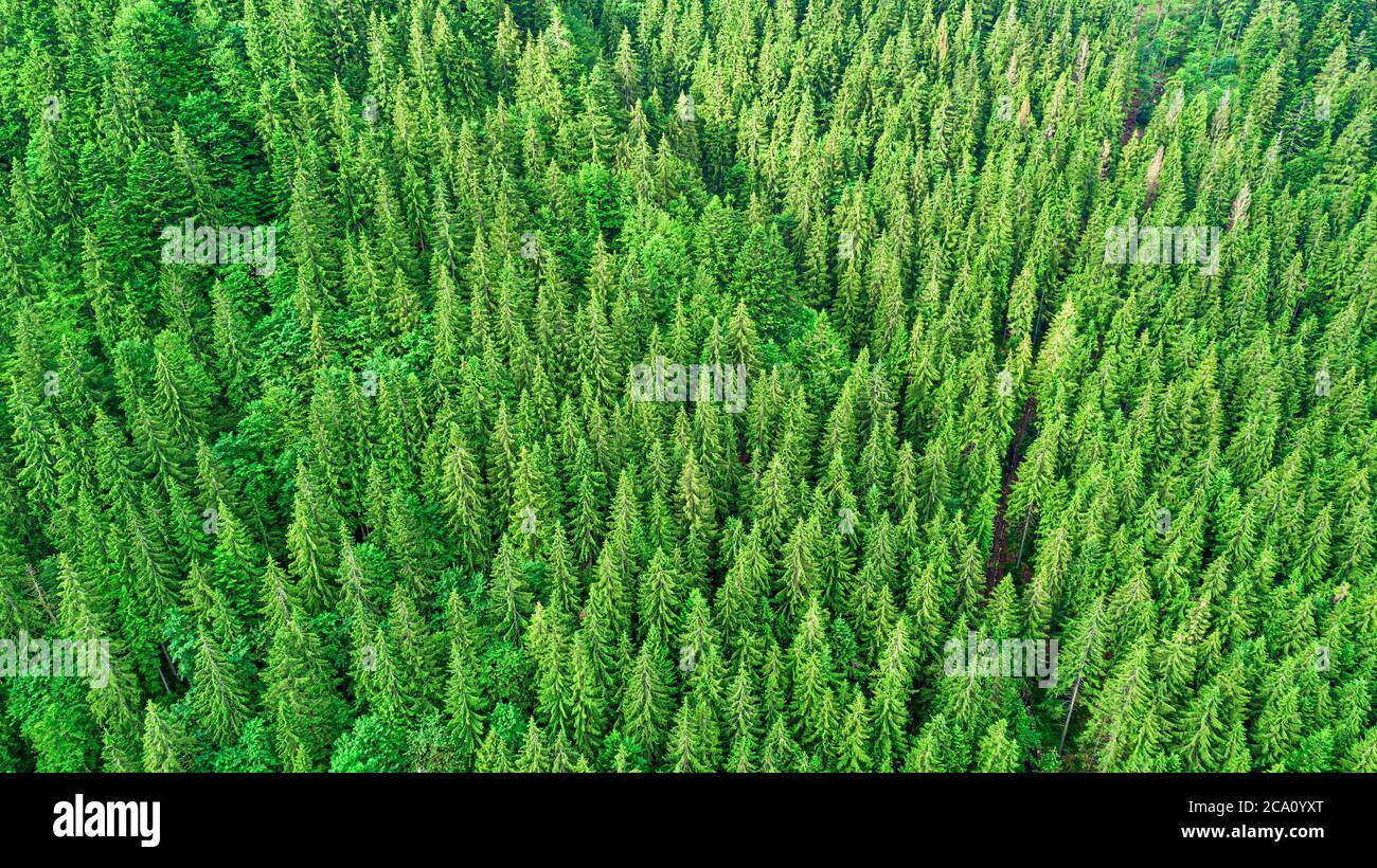 Spruce mountain forest from a bird's eye view. Photo from the drone ...