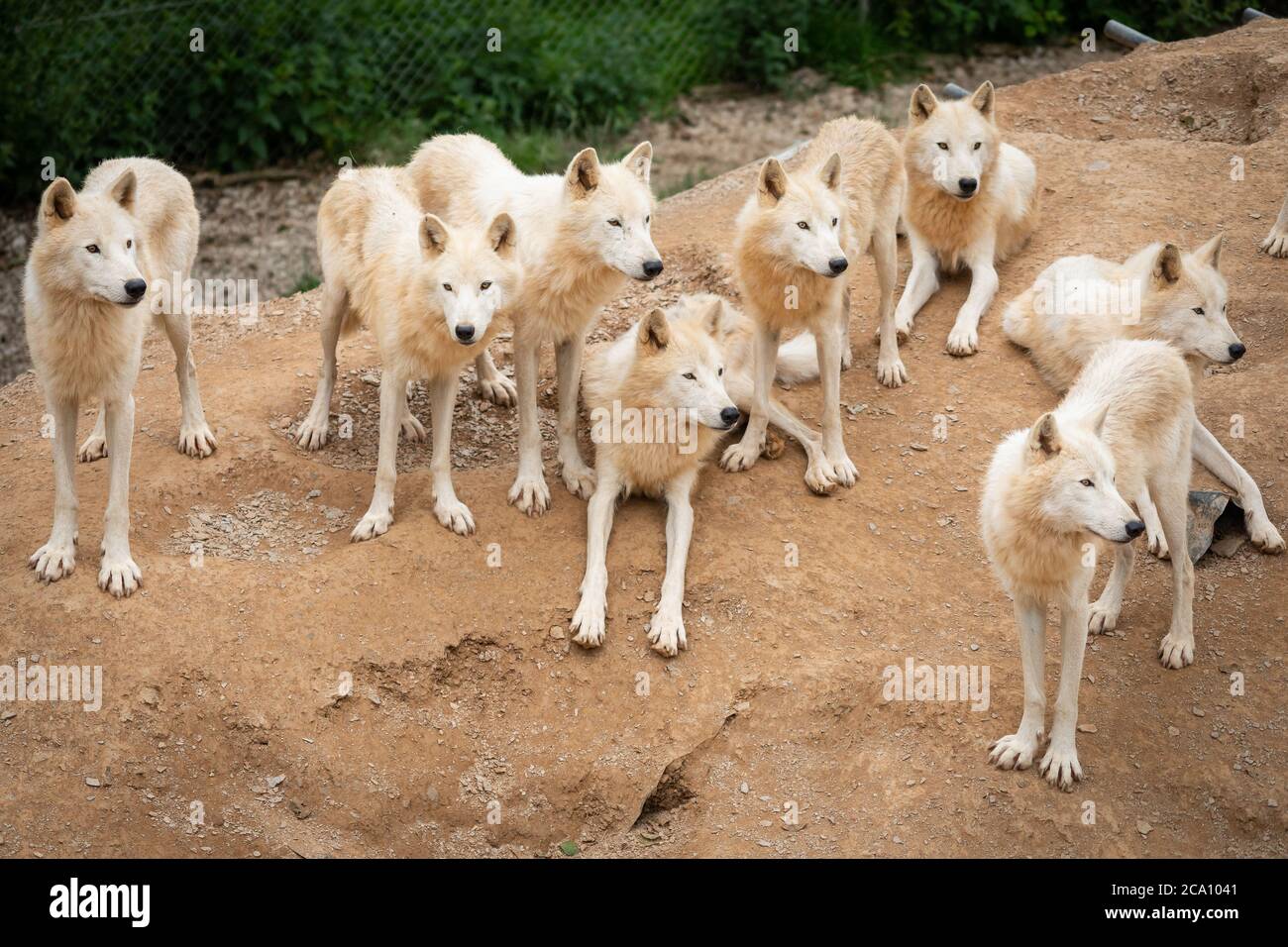 Hudson Bay Wolf Pack Pictured In Paddock In UK Stock Photo - Alamy