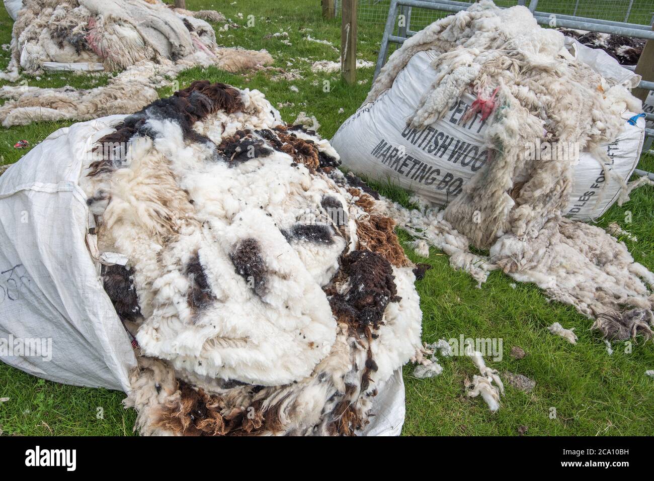 Wool popularity in decline hi-res stock photography and images - Alamy