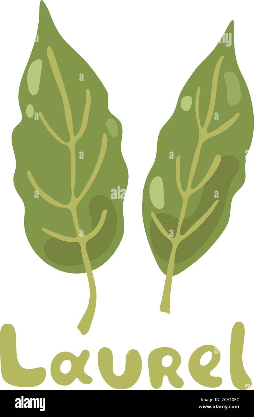 Bay leaves. Laurel color vector illustration. Laurel leaves isolated on ...