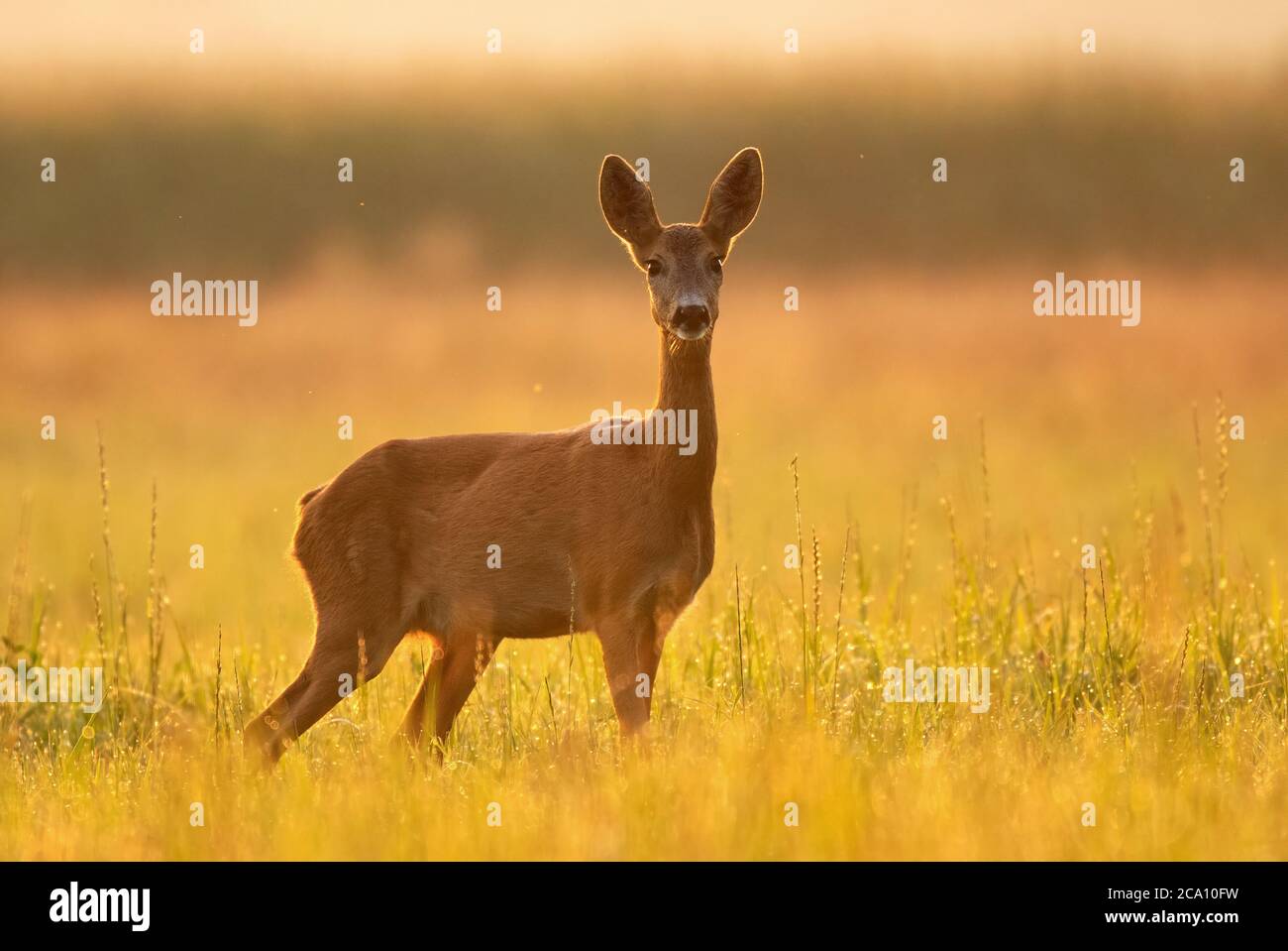 Female roe deer, backlit by warm early morning sunlight Stock Photo - Alamy