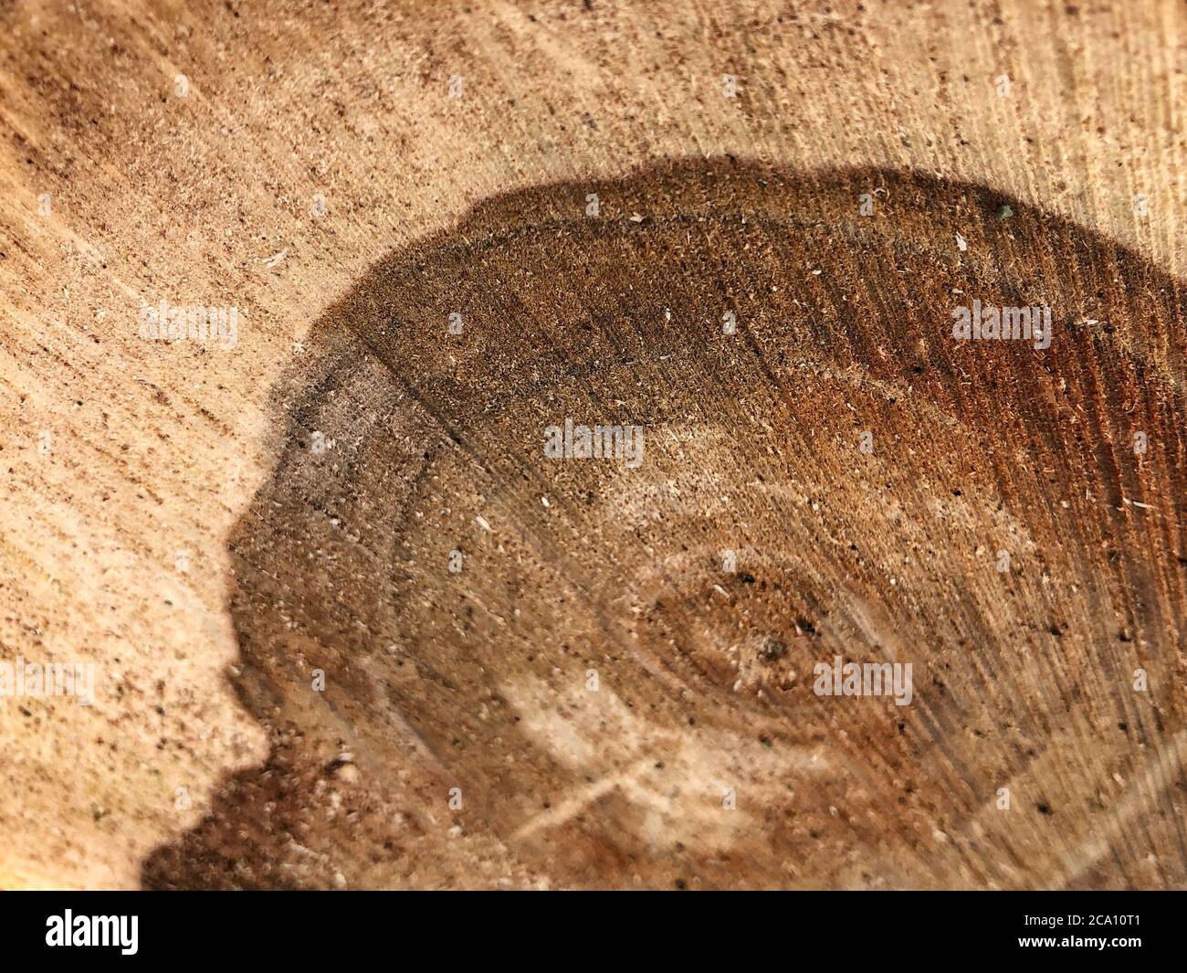 Log core. Top view. Closeup. beautiful pattern texture of walnut wood ...