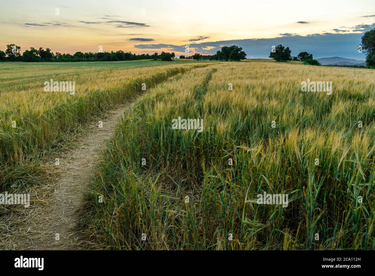 Horizontal hdr image of a path over a wheat field during sunset Stock ...