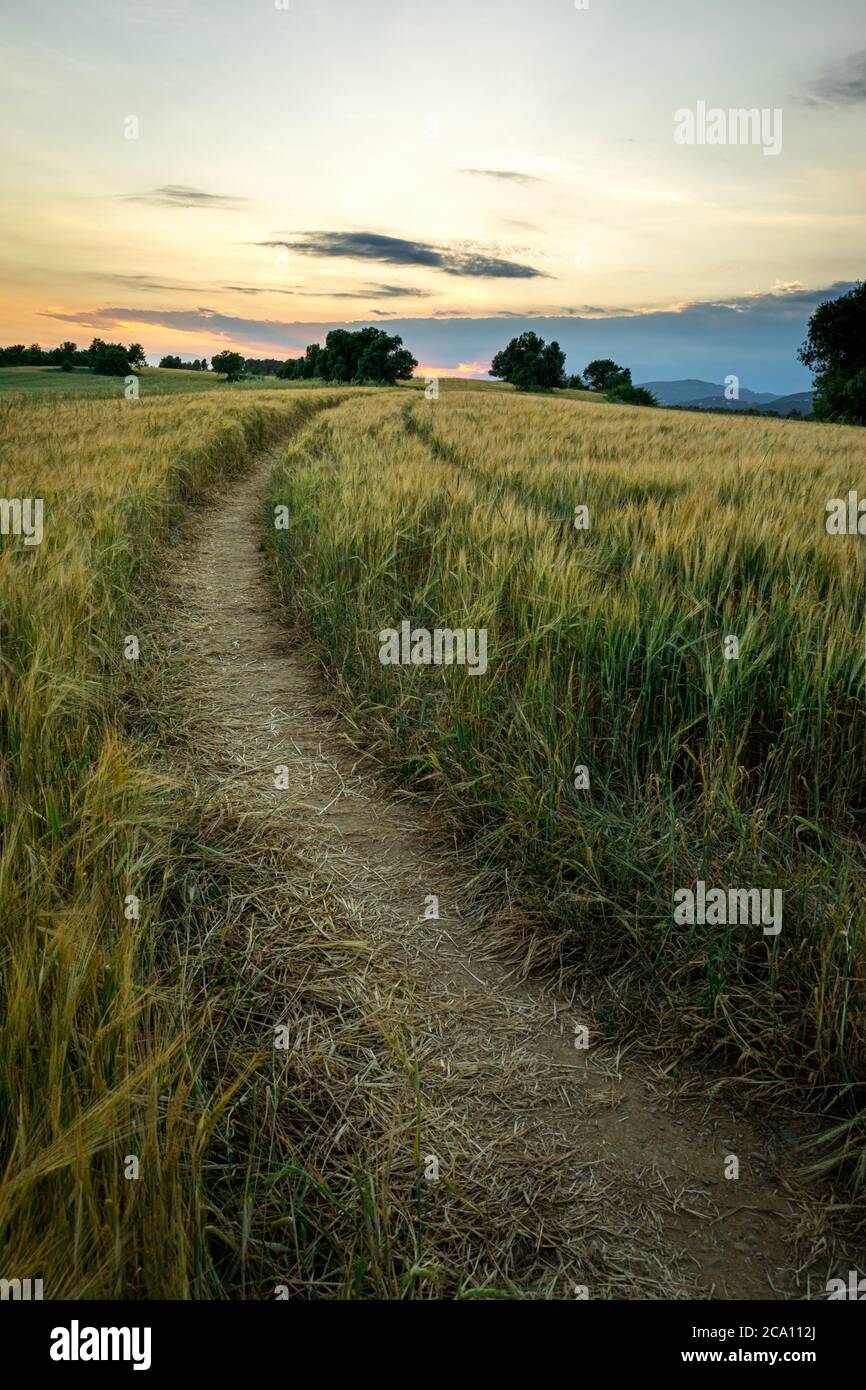 Vertical hdr image of a path over a wheat field during sunset Stock ...