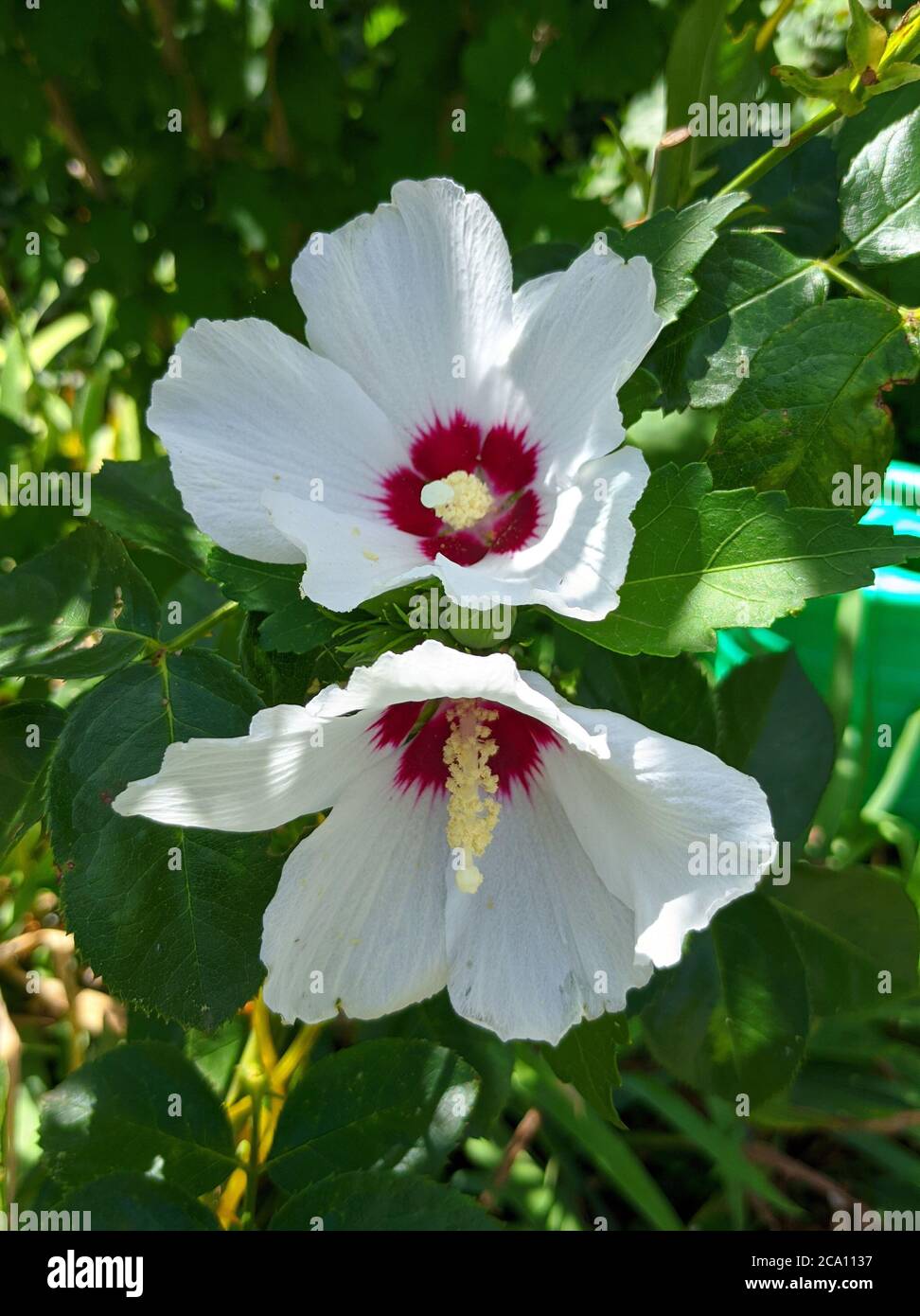 White Hibiscus Tree