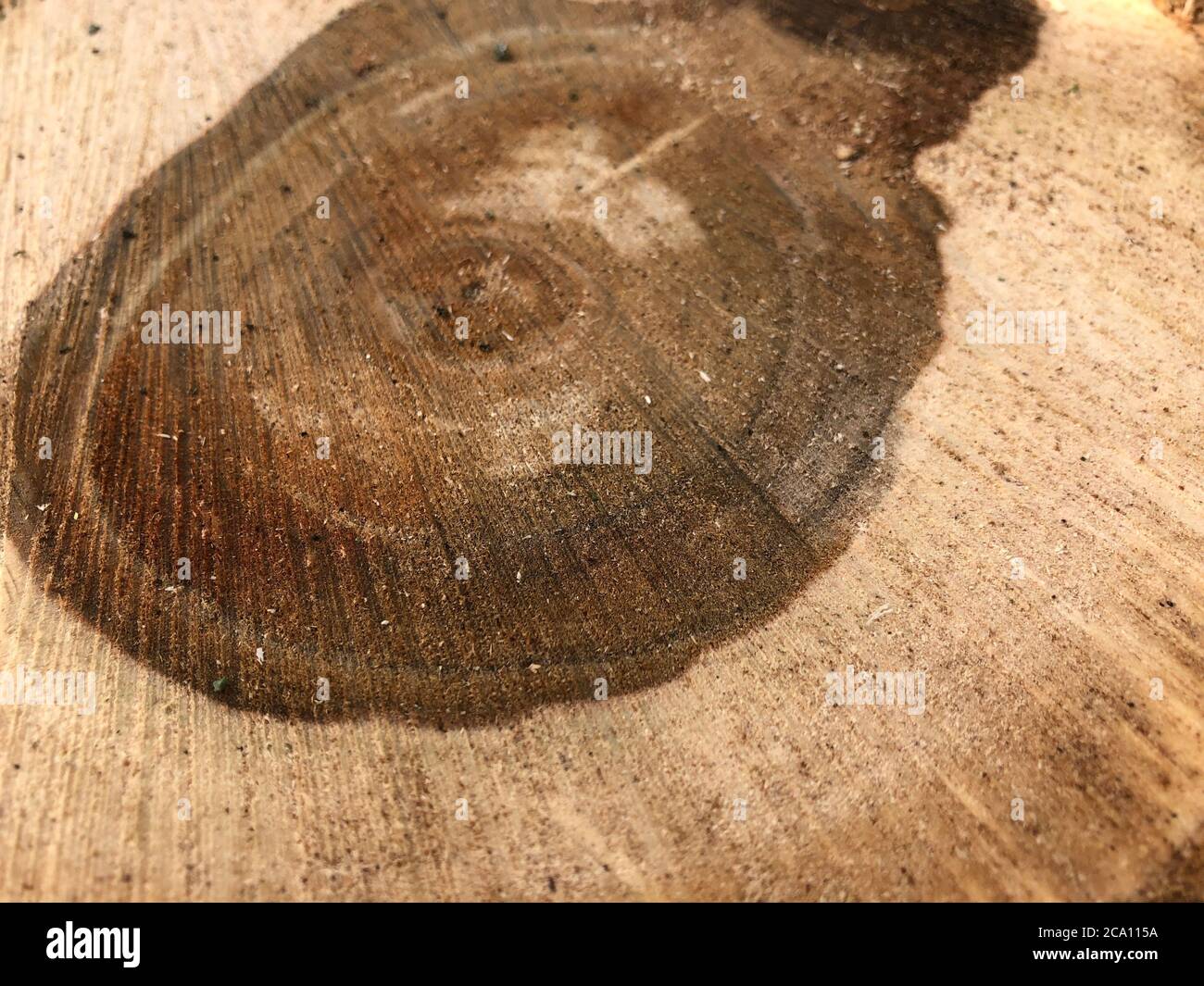core wood texture. Top view. Closeup. Background, texture series Stock ...