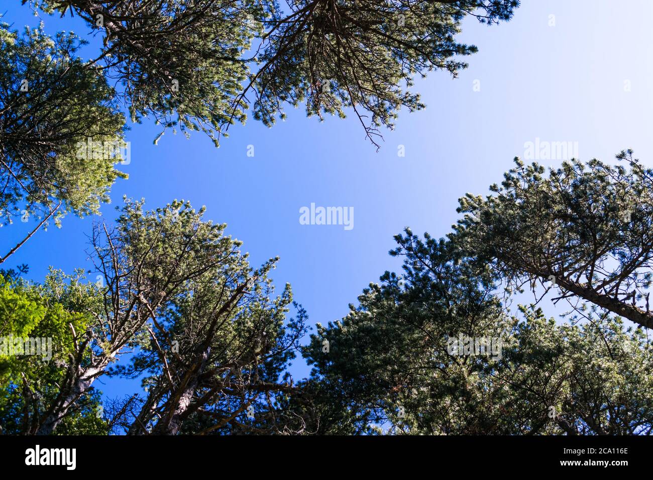 Sunny canopy hi-res stock photography and images - Alamy