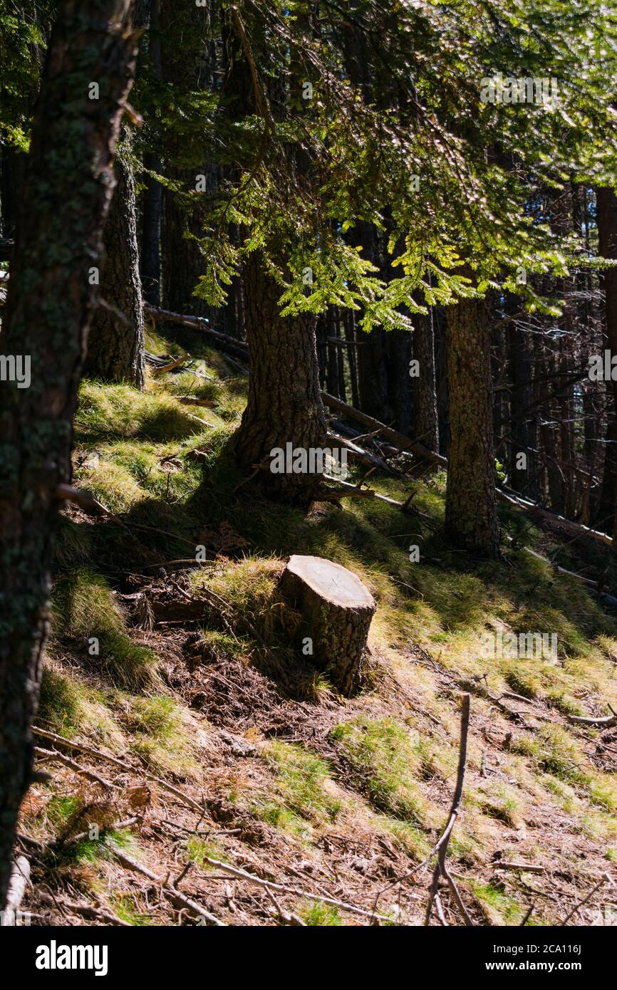 Tree trunk cut by its base in the middle of the forest Stock Photo - Alamy