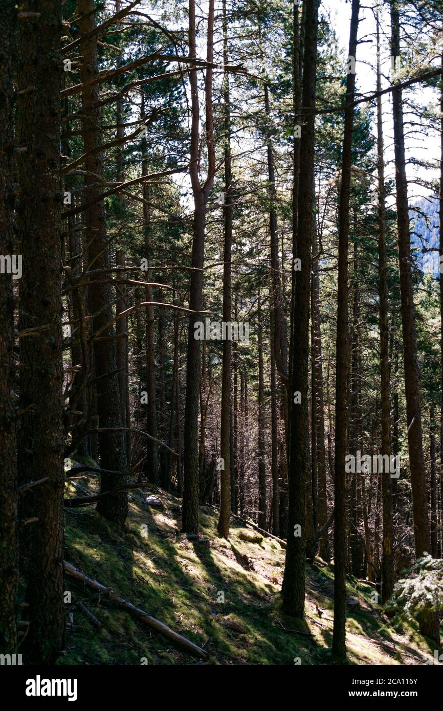 Light entering through the trees of a steep forest Stock Photo - Alamy